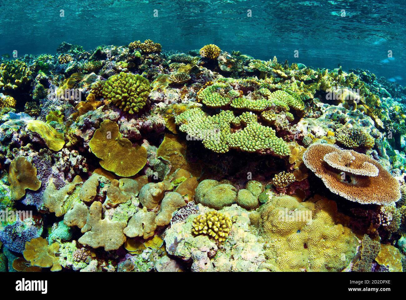 Flora fauna shallow seabed hi-res stock photography and images - Alamy