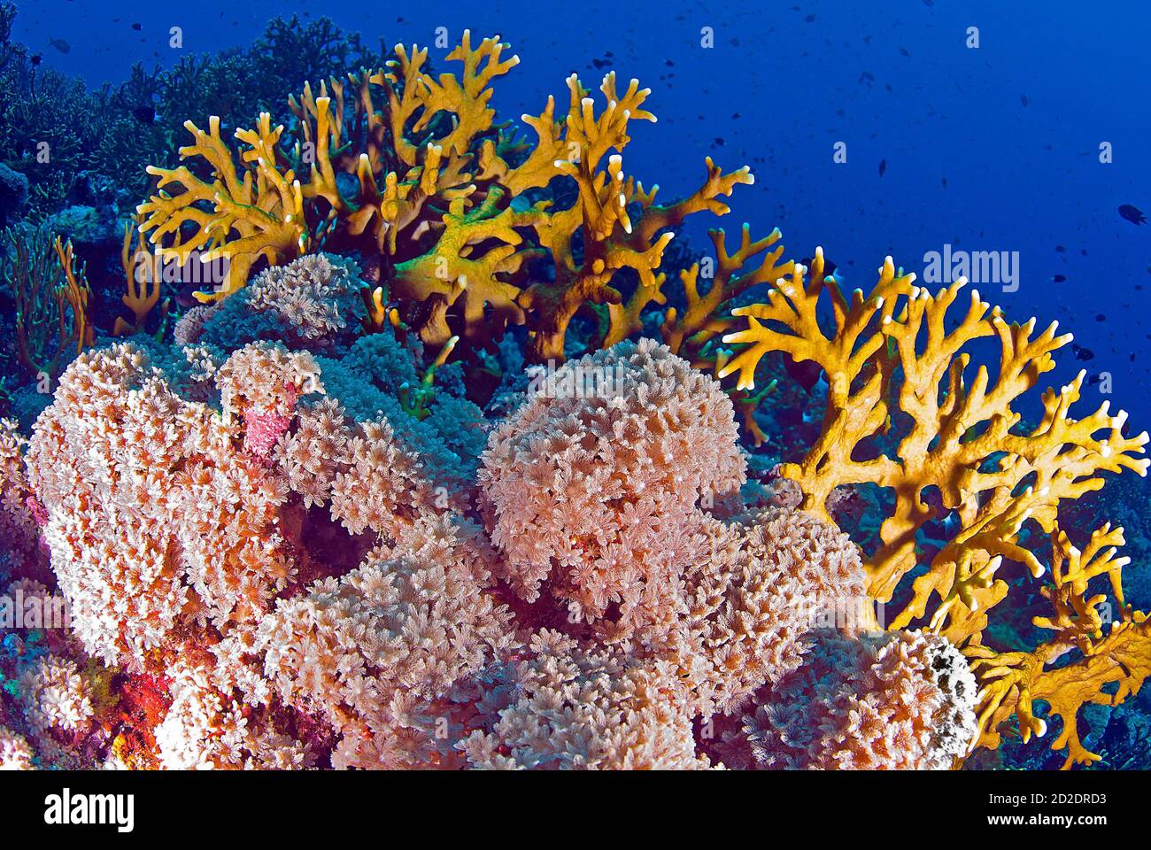 Branching Fire Coral