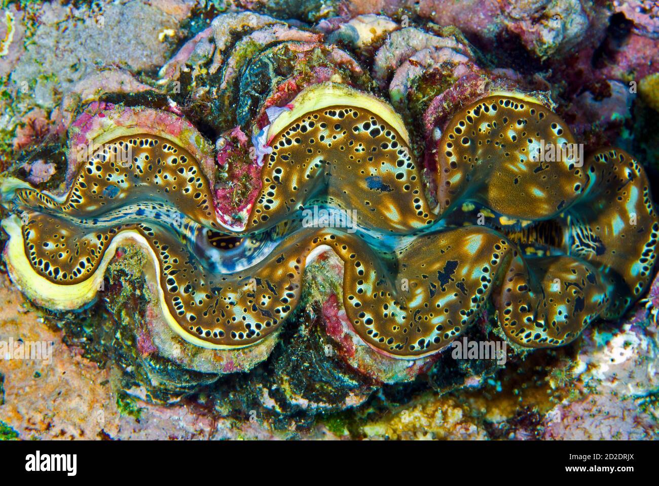 Colorful mantle of giant Tridacna Clam (Tridacna squamosa Stock Photo ...