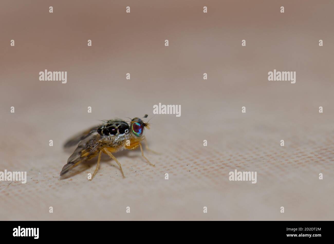 Ceratitis capitata hi-res stock photography and images - Alamy