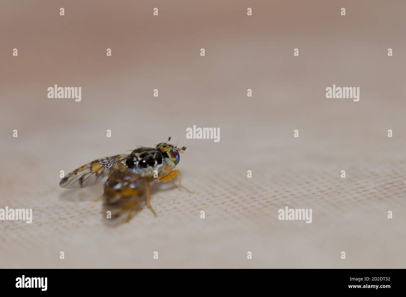 Mediterranean fruit fly hi-res stock photography and images - Alamy