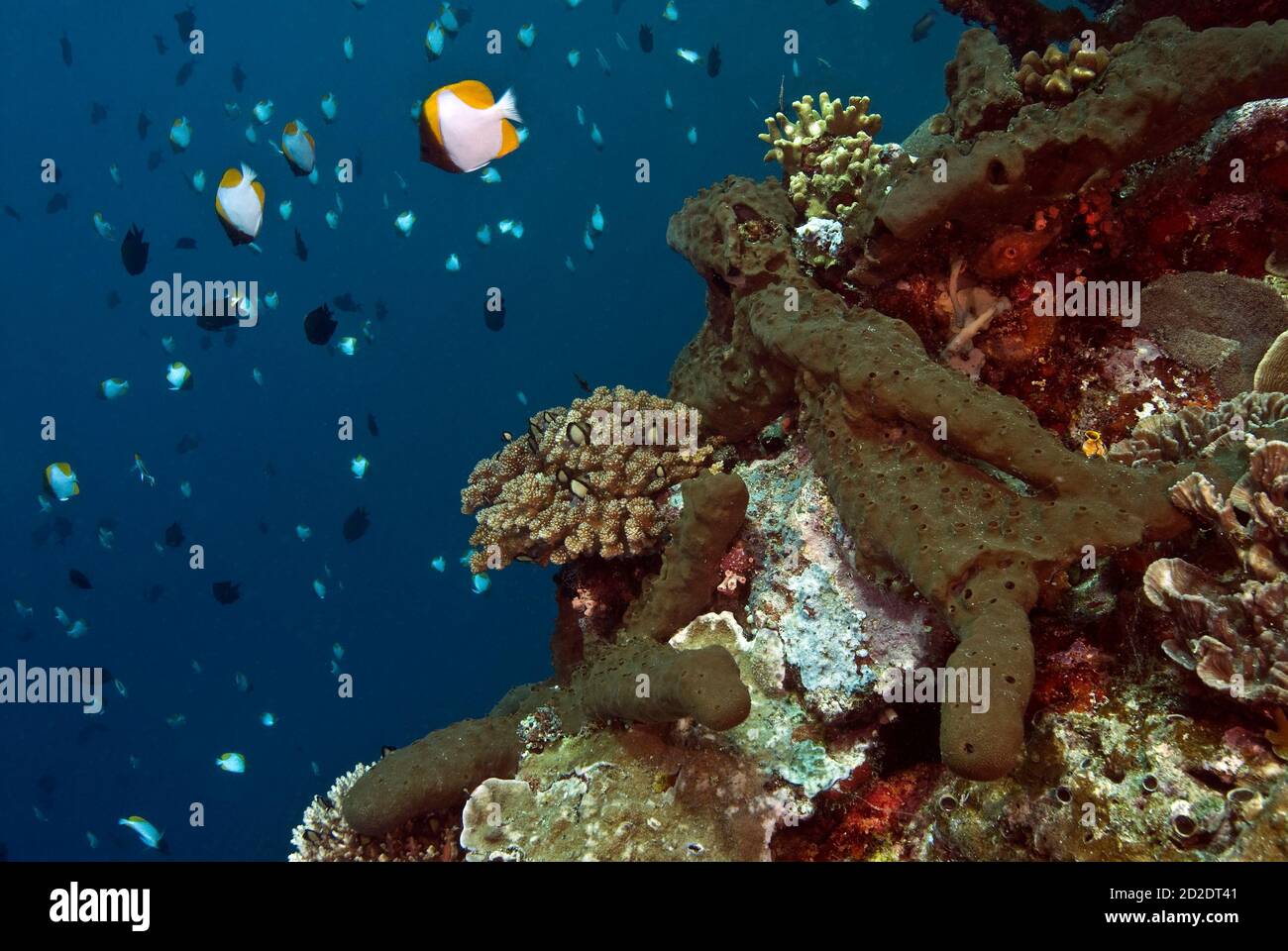 Coral Reef Food Pyramid