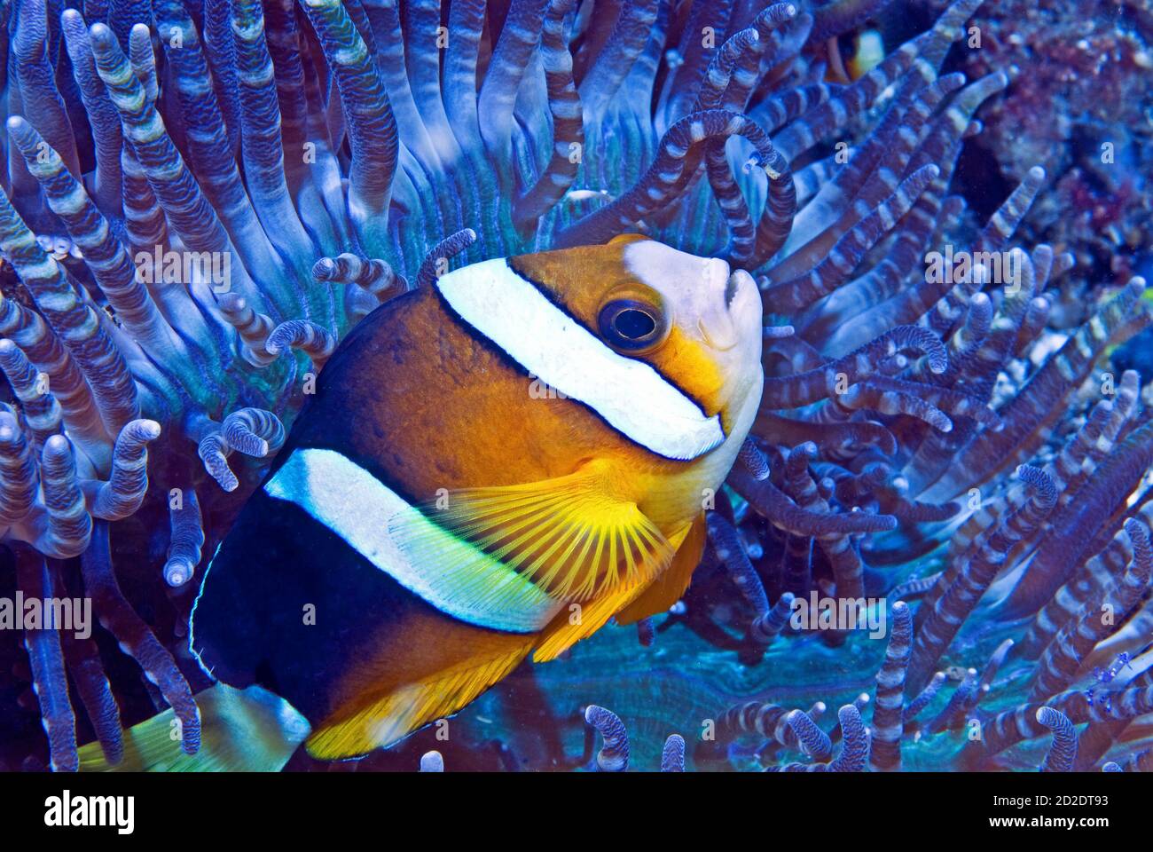 Clark's anemonefish (Amphiprion clarkii) on anemone Stock Photo - Alamy