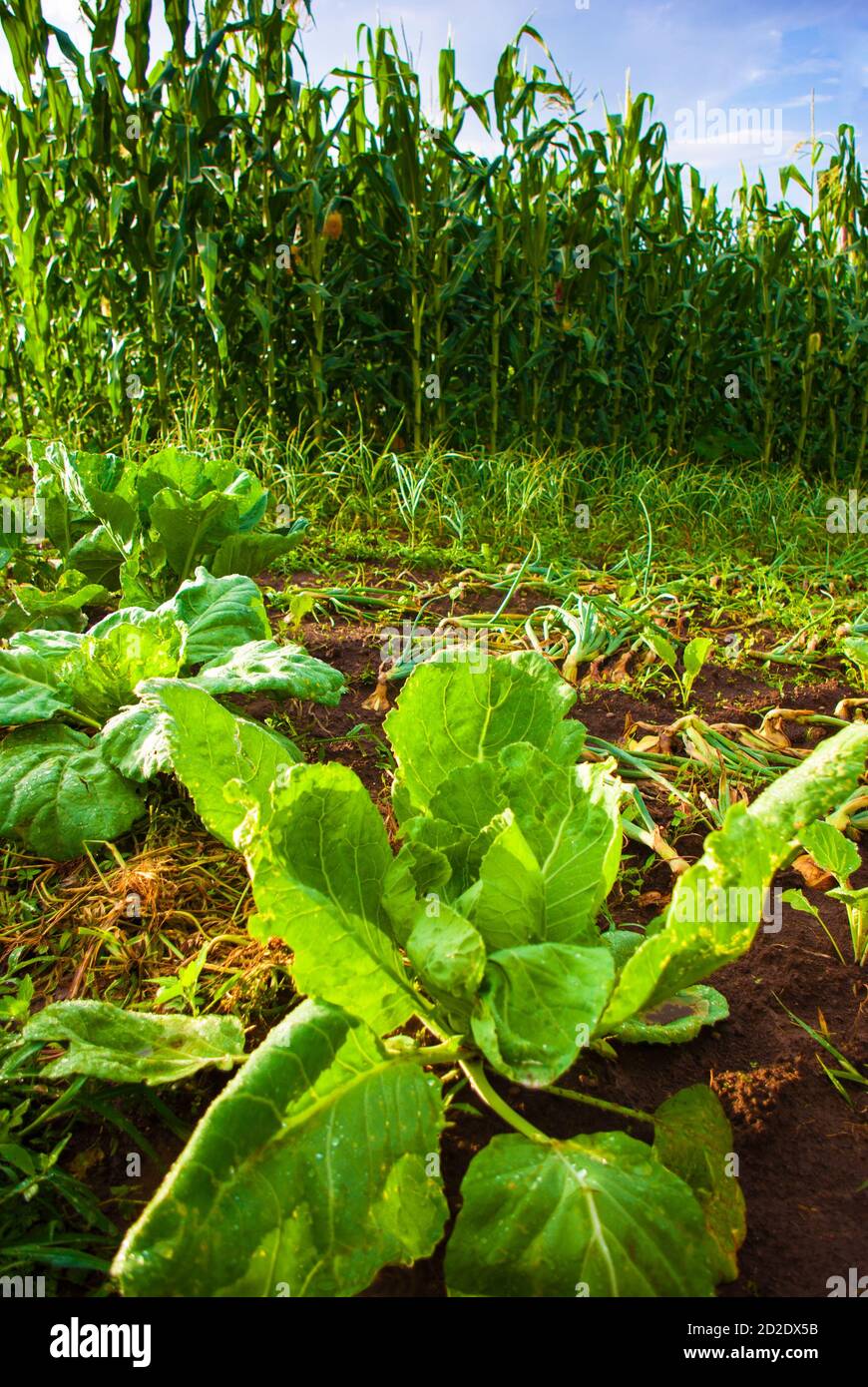 amazing green meadow garden different types of natural grown vegetables ...