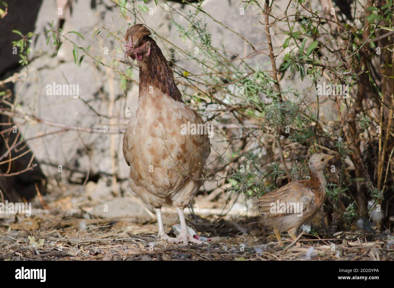 Juvenile Project Chicks