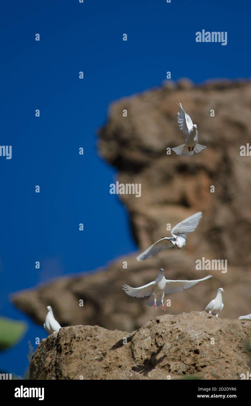 Domestic pigeons Columba livia on a cliff. Ayacata. The Nublo Rural ...