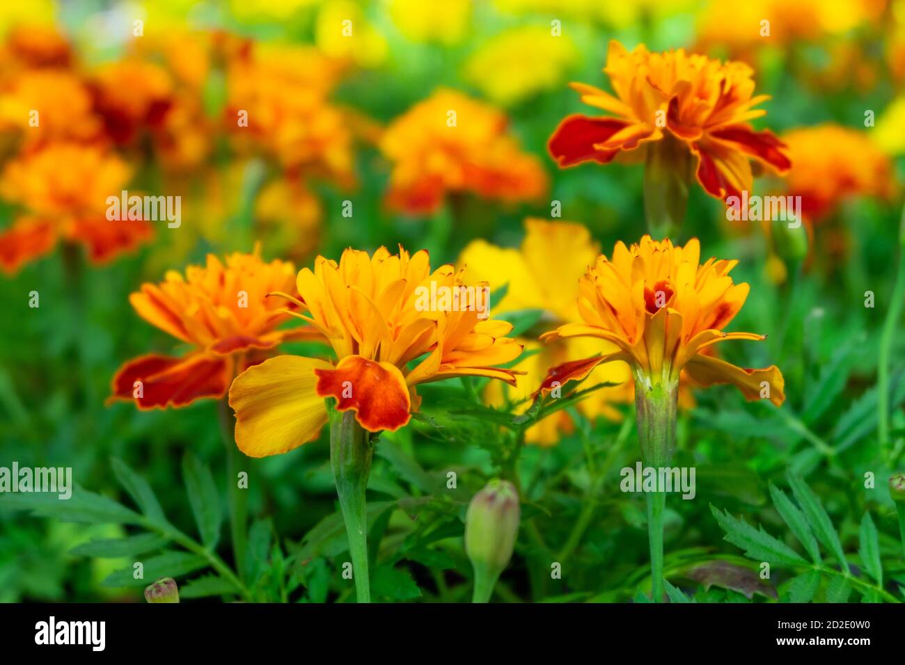 Planter marigolds hi-res stock photography and images - Alamy