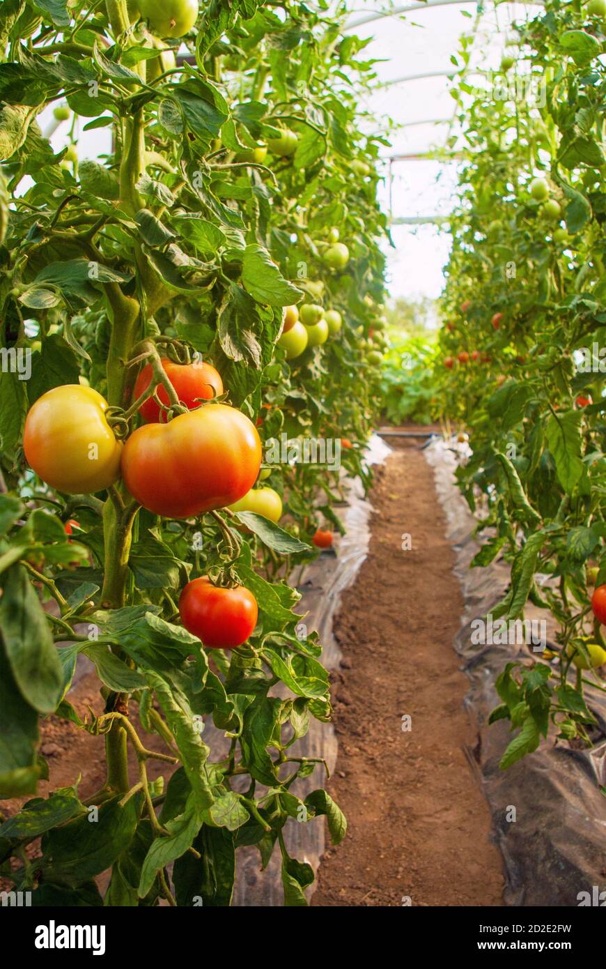 Beautiful Tomato Garden