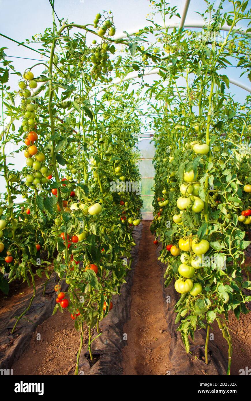 beautiful natural grown plants of tomato greenhouse sunny day Stock ...