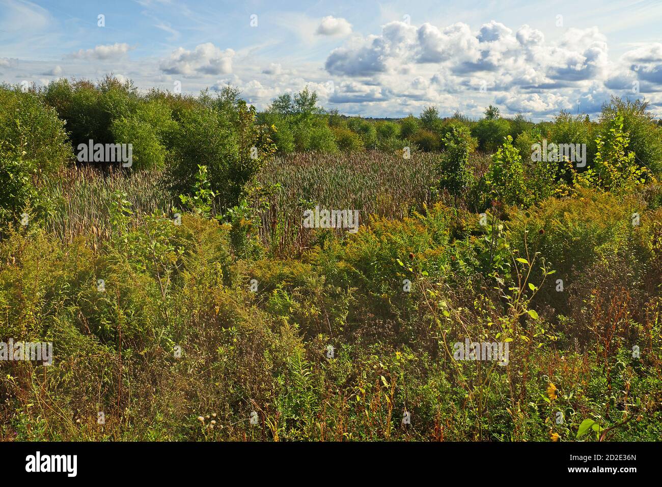 Shrubery hi-res stock photography and images - Alamy
