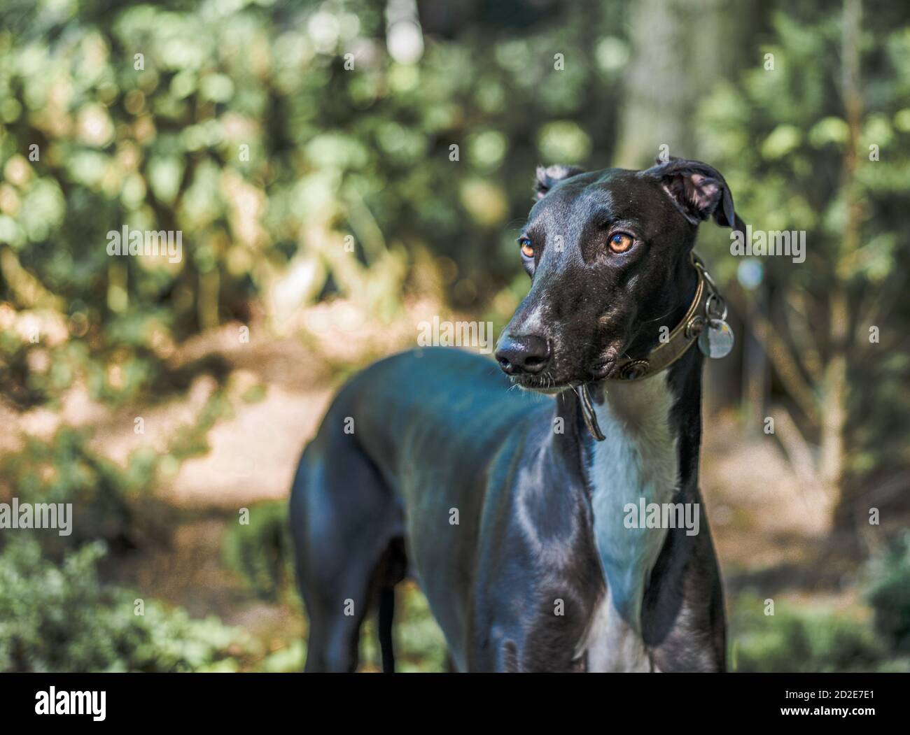 Black greyhound hi-res stock photography and images - Alamy