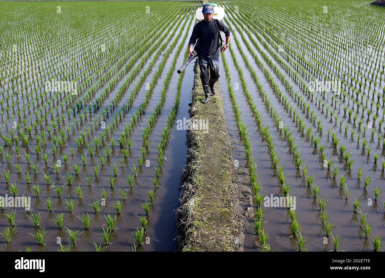 Paddy field fertiliser hi-res stock photography and images - Alamy