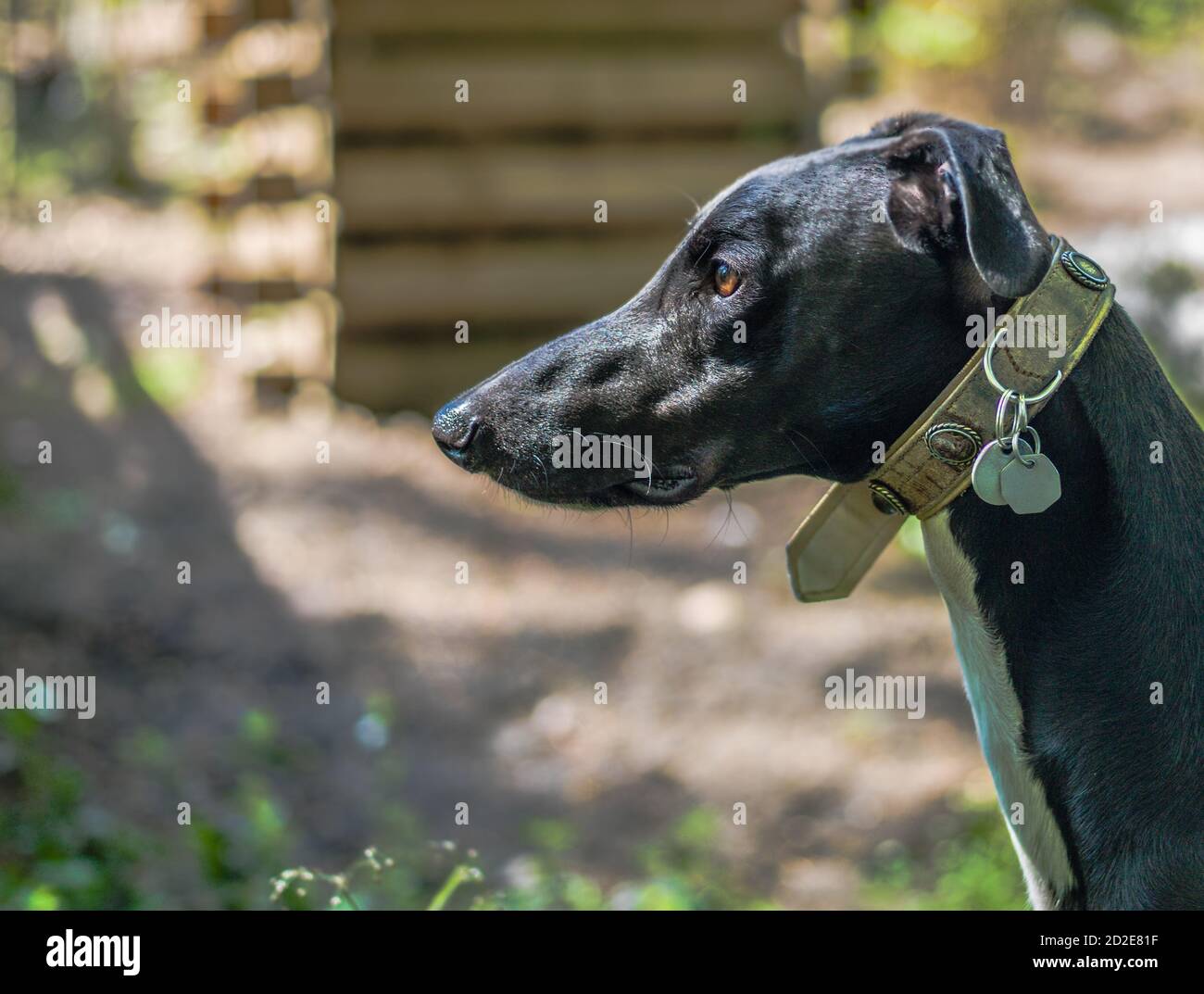 Beautiful closeup shot of the side profile of a greyhound dog Stock ...