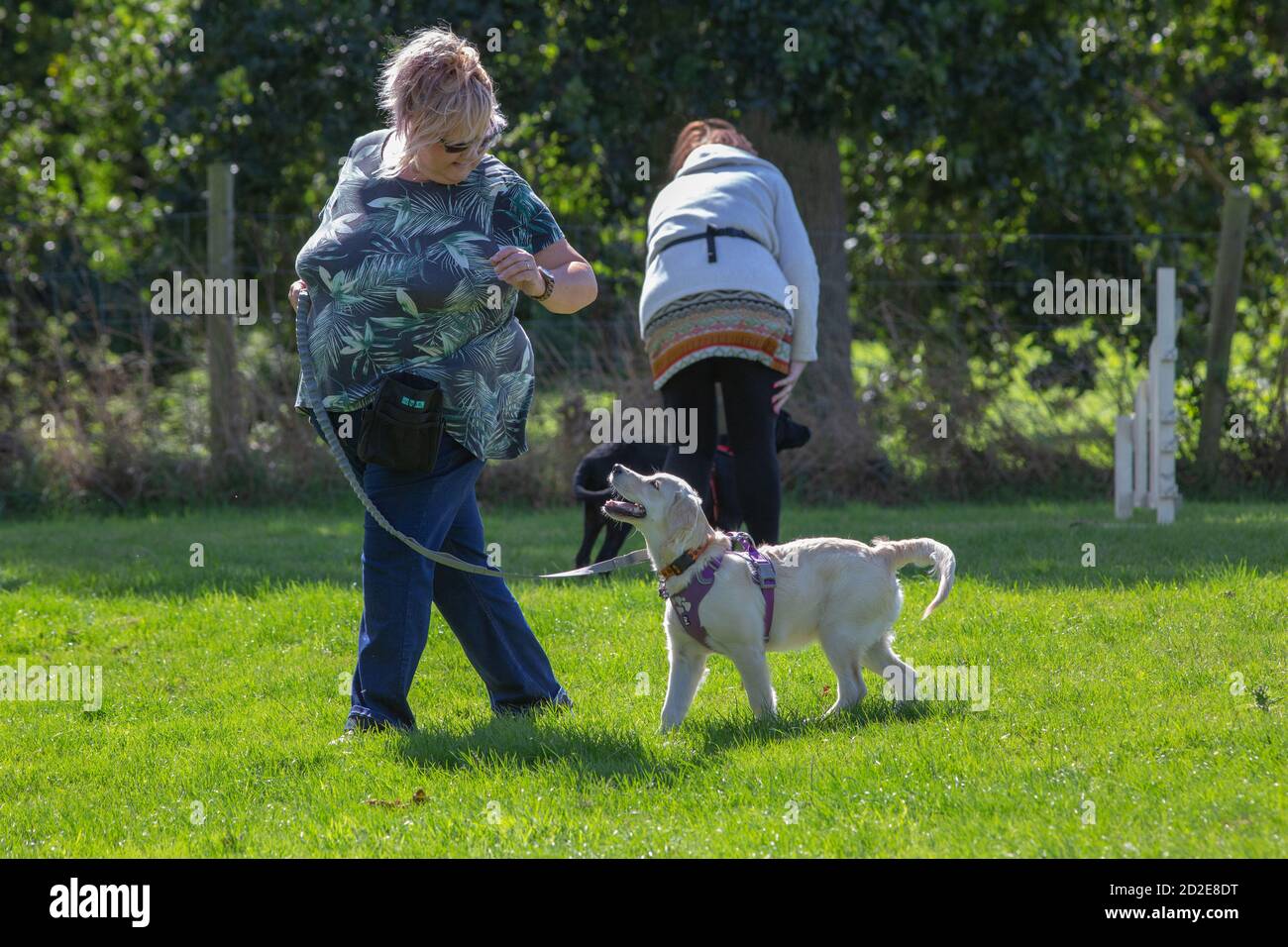 Dog training classes. Golden Labrador Retriever, wearing a collar, and ...