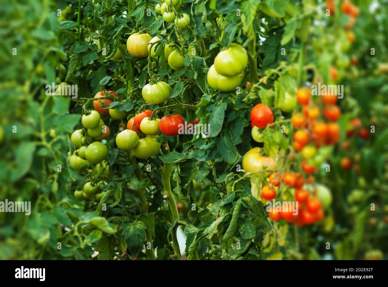 Beautiful Tomato Garden