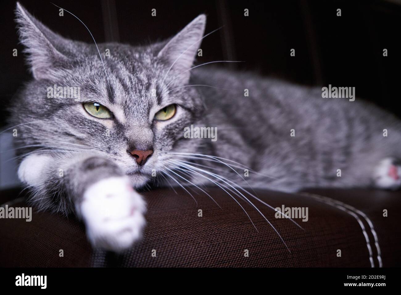 Reflective cats eyes hi-res stock photography and images - Alamy