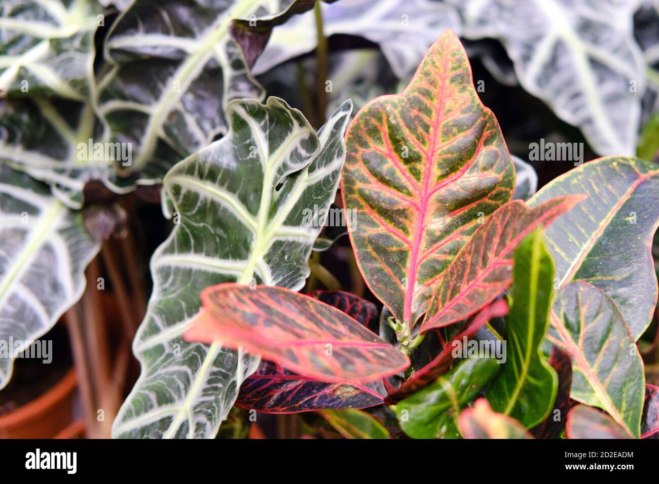 Codiaeum is a genus of red plants under the family Euphorbiaceae first ...