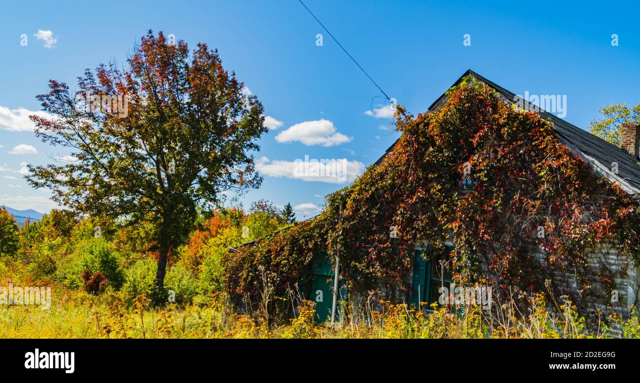 vine covered abandoned house in the country with overgrown weeds Stock ...