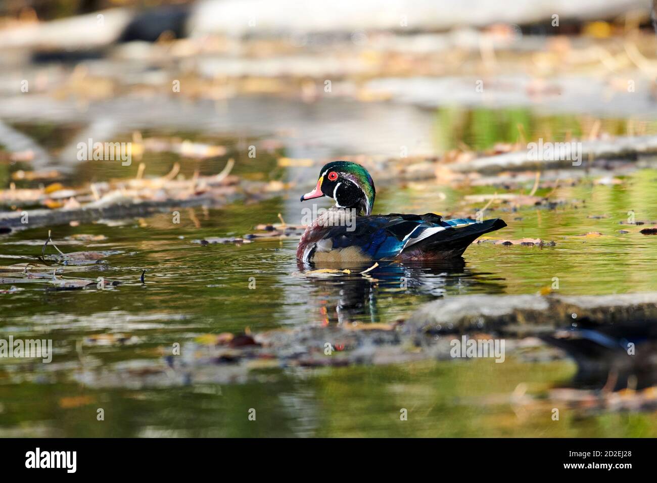 Male Wood duck (aix sponsa) beside Bow River, Fish Creek Provincial ...