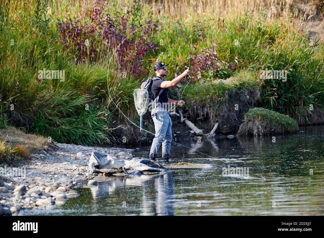 Fly fisherman along Bow River, Fish Creek Provincial Park, Calgary ...