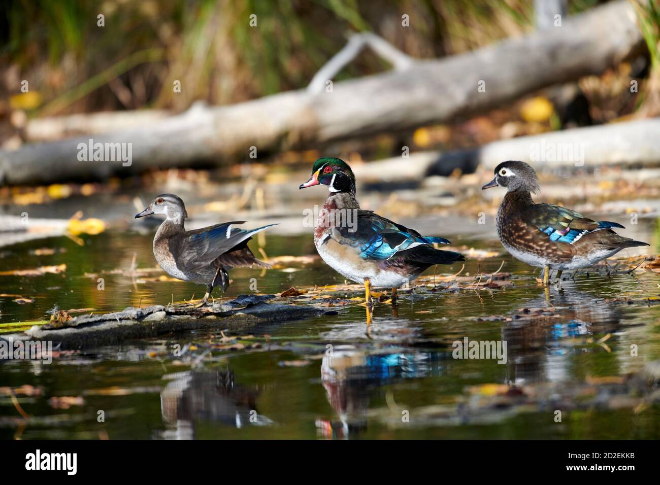 Duck provincial park hi-res stock photography and images - Alamy