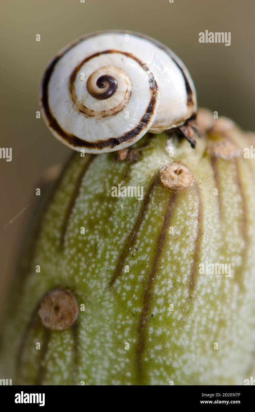 White garden snail Theba pisana on a Kleinia neriifolia. Gran Canaria ...