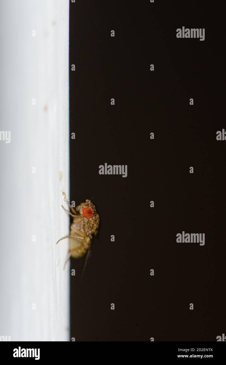 Common fruit fly Drosophila melanogaster. Gran Canaria. Canary Islands ...