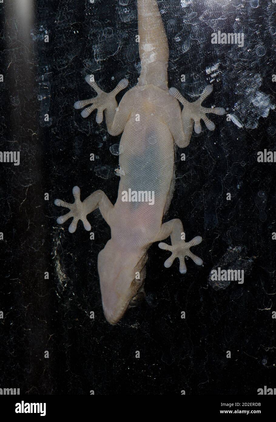 Underside of gecko hi-res stock photography and images - Alamy