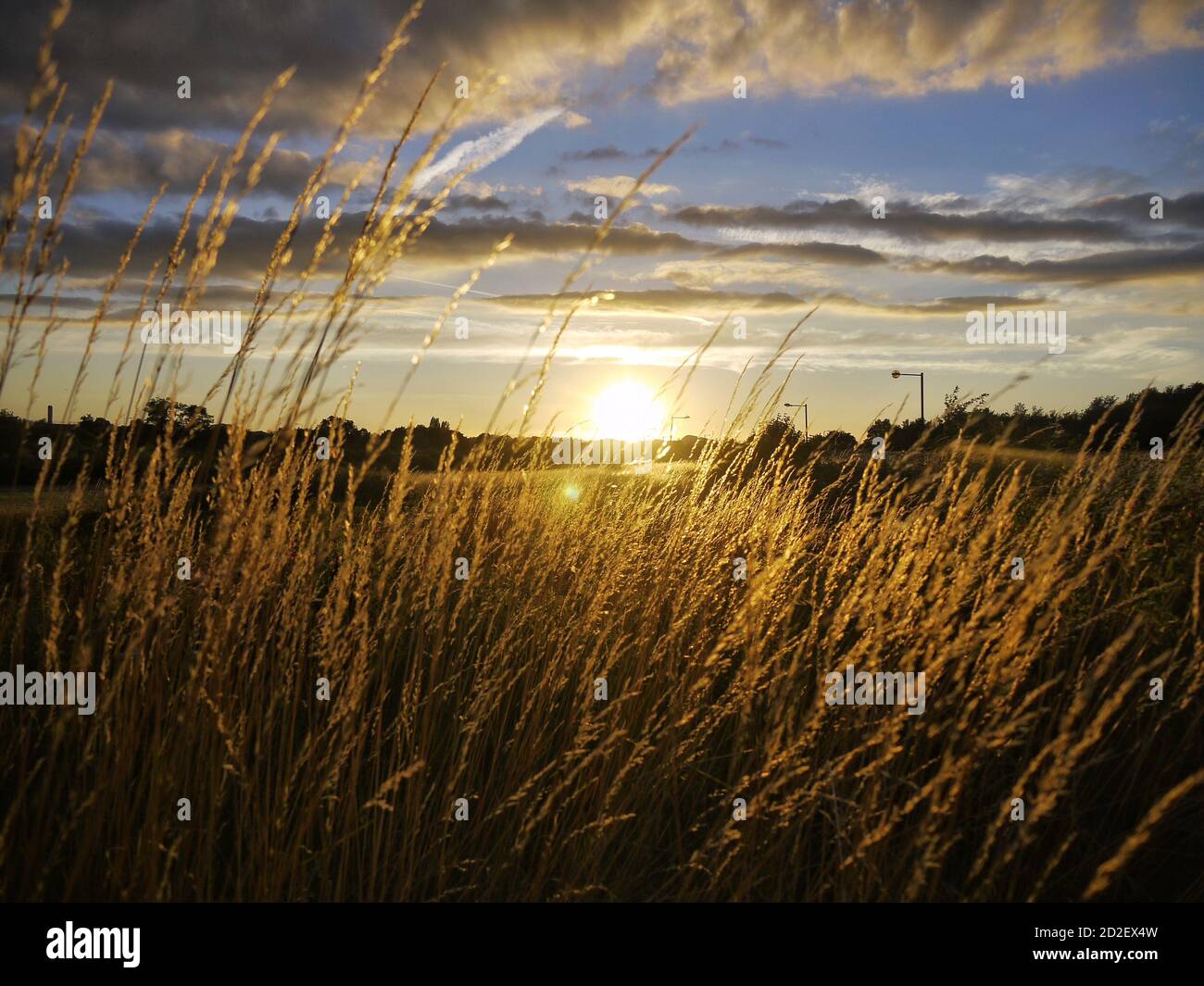Sun setting behind wispy grassland, Milton Keynes, UK Stock Photo - Alamy