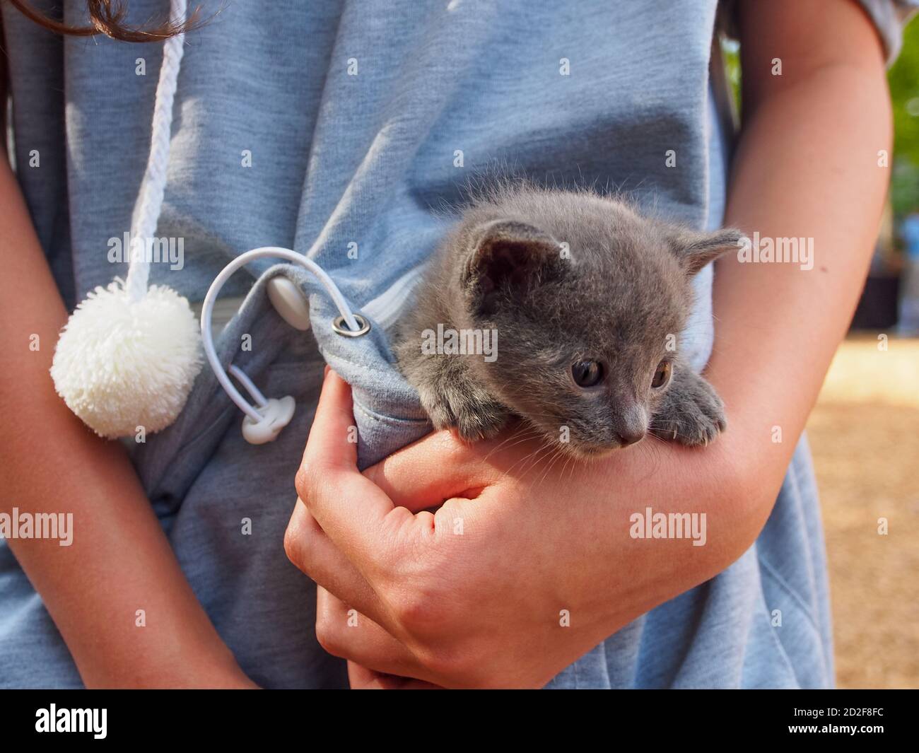 Kitten in a pocket. Kittens belong in pockets Stock Photo - Alamy