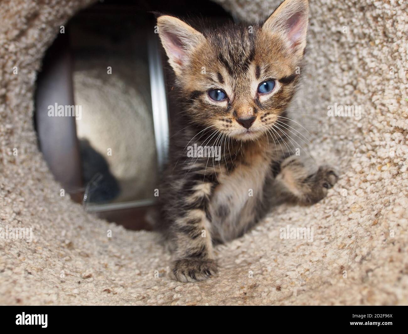 Too cute tabby kitten with blue eyes and white belly inside a cat condo ...