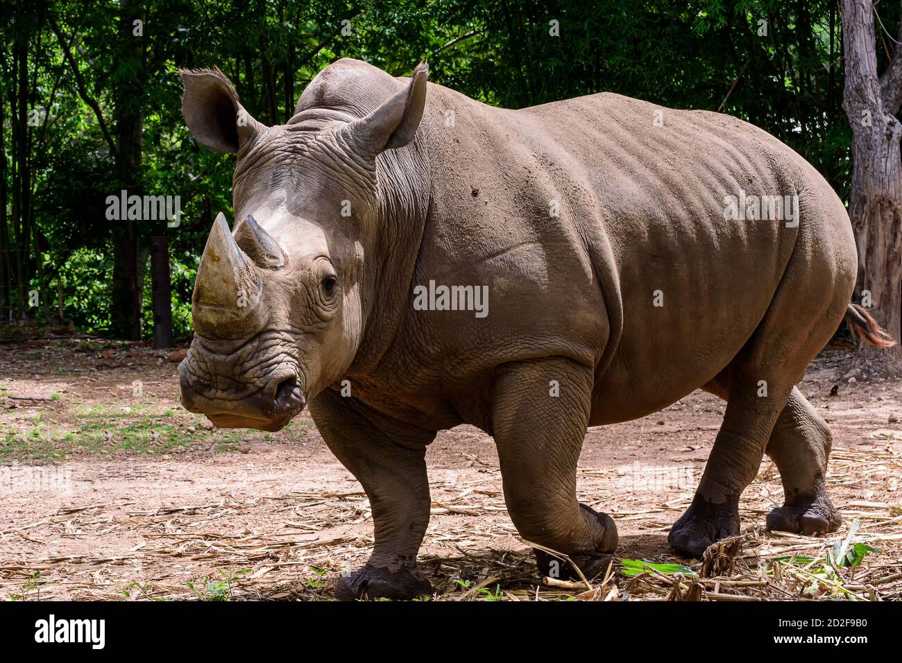 Rhinoceros is a large mammals, Endangered animal Stock Photo - Alamy