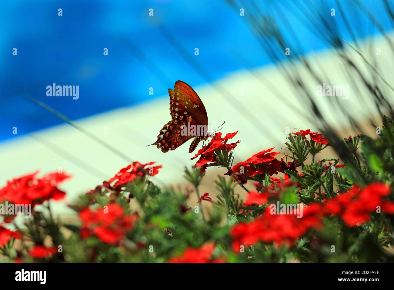 Butterfly pollination flowers hi-res stock photography and images - Alamy