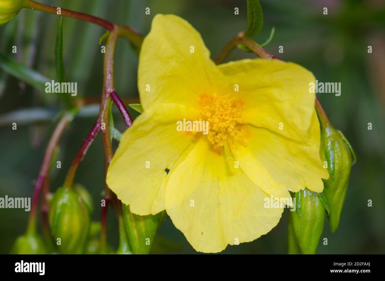 Flower of Helianthemum bystropogophyllum. Integral Natural Reserve of ...