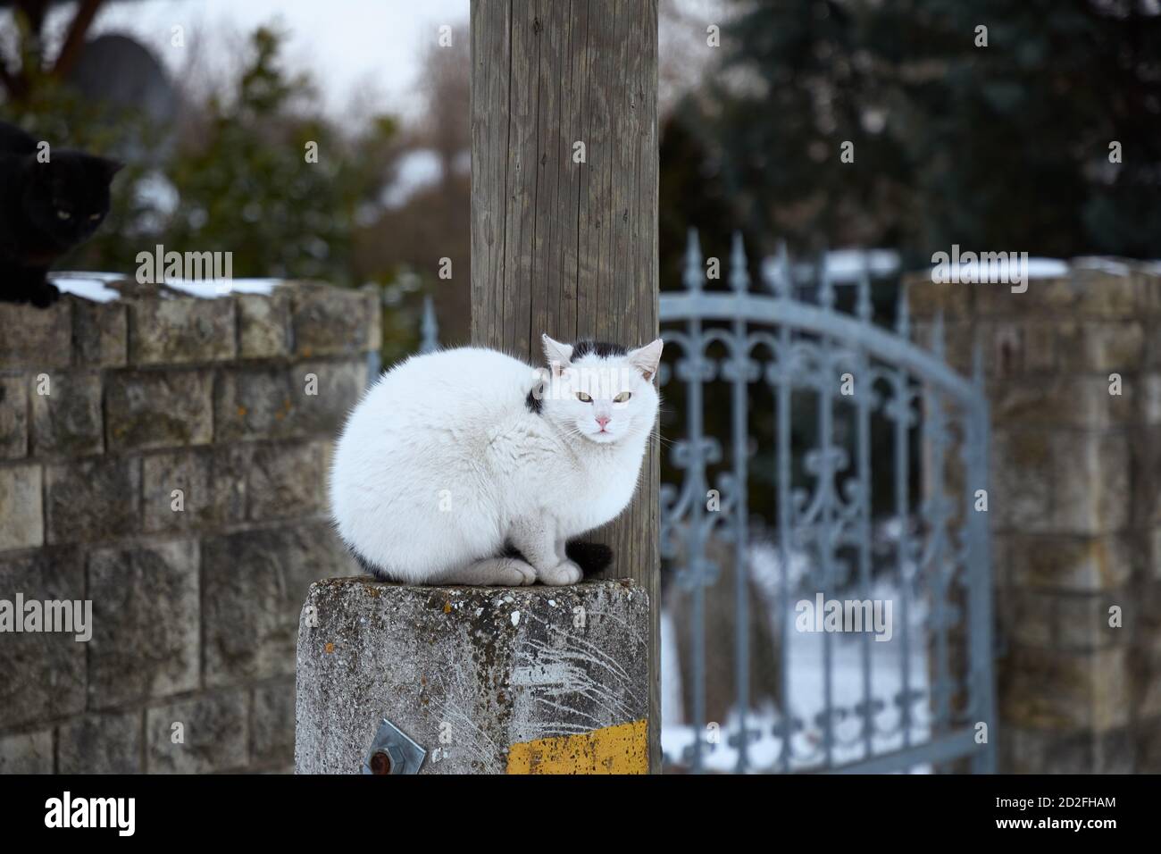 Cat in winter village Stock Photo - Alamy