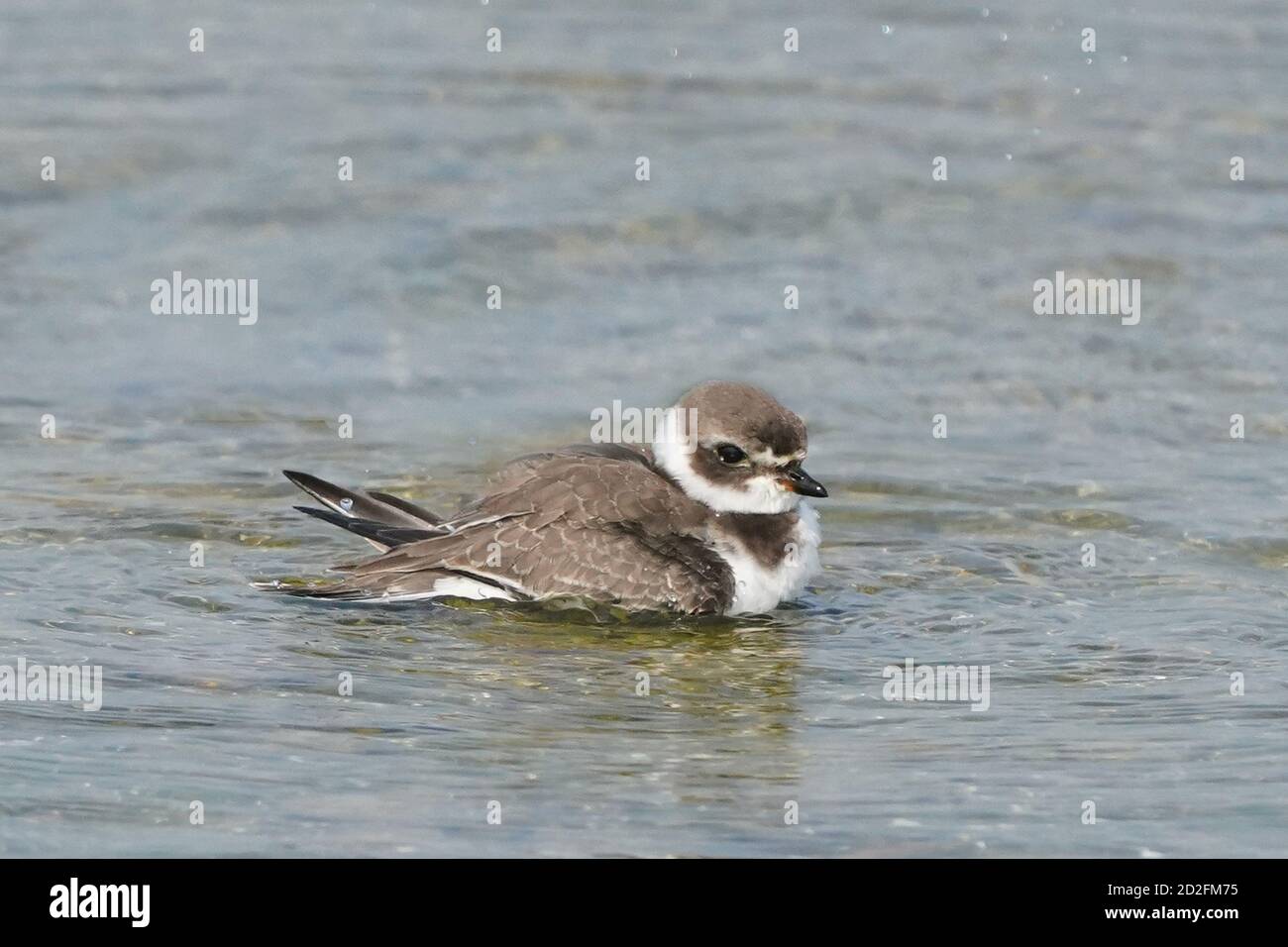 Semi palmated plover hi-res stock photography and images - Alamy