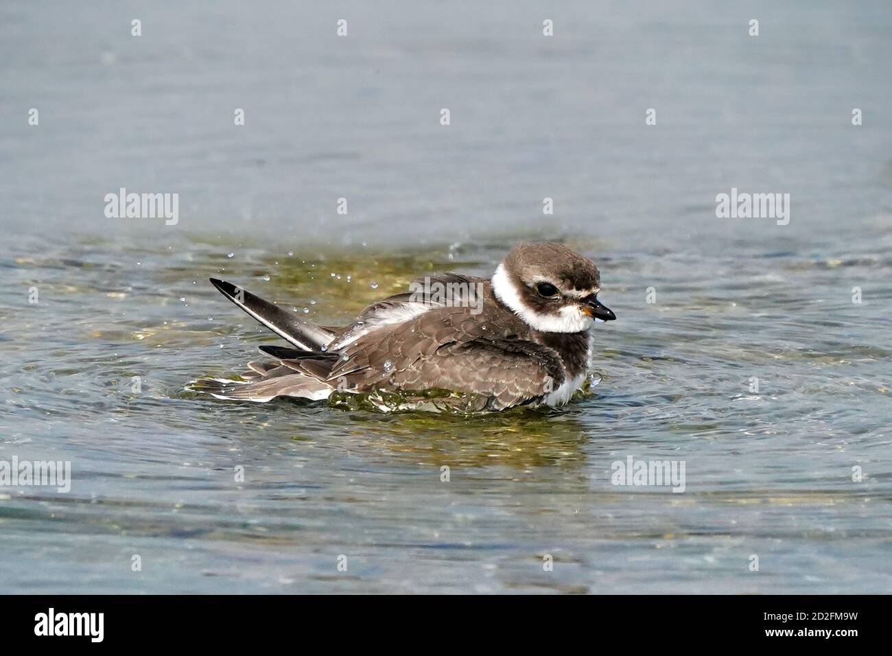 Semi palmated plover hi-res stock photography and images - Alamy