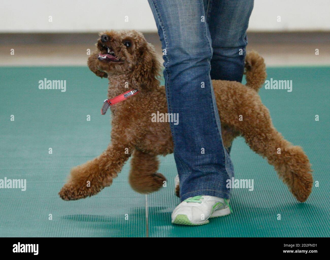 Maple dance hi-res stock photography and images - Alamy