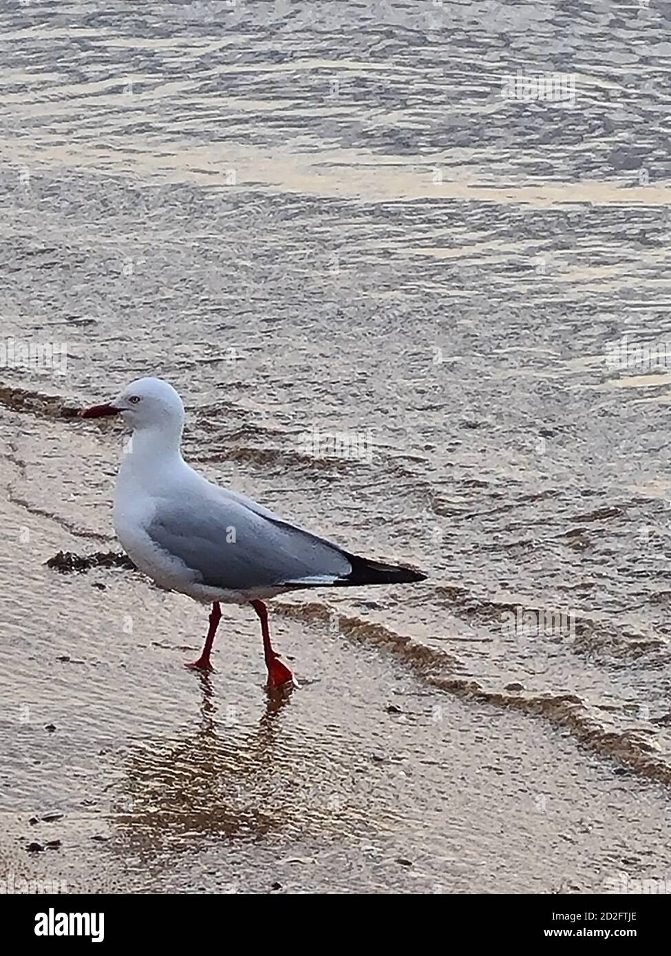 Vertical shot of a seagull walking along a coastline Stock Photo - Alamy
