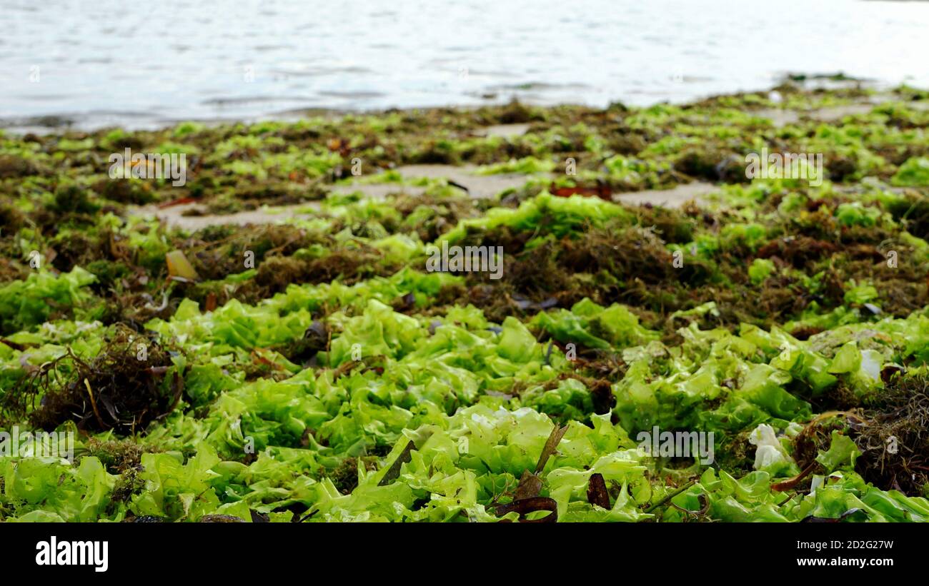 View of sand and seaweed on the beach Stock Photo - Alamy