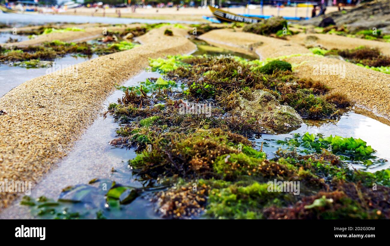 Seaside seaweed shore weed hi-res stock photography and images - Alamy