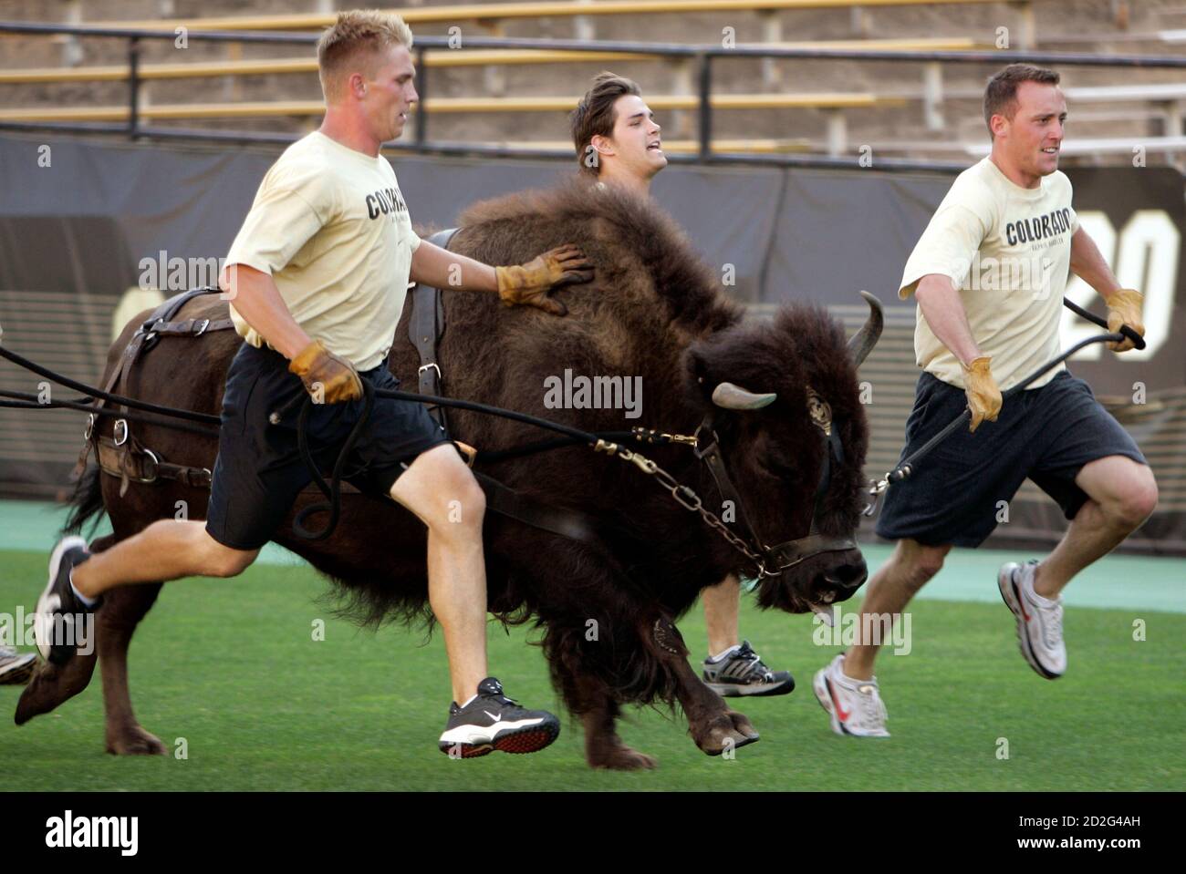 Howard university bison hi-res stock photography and images - Alamy