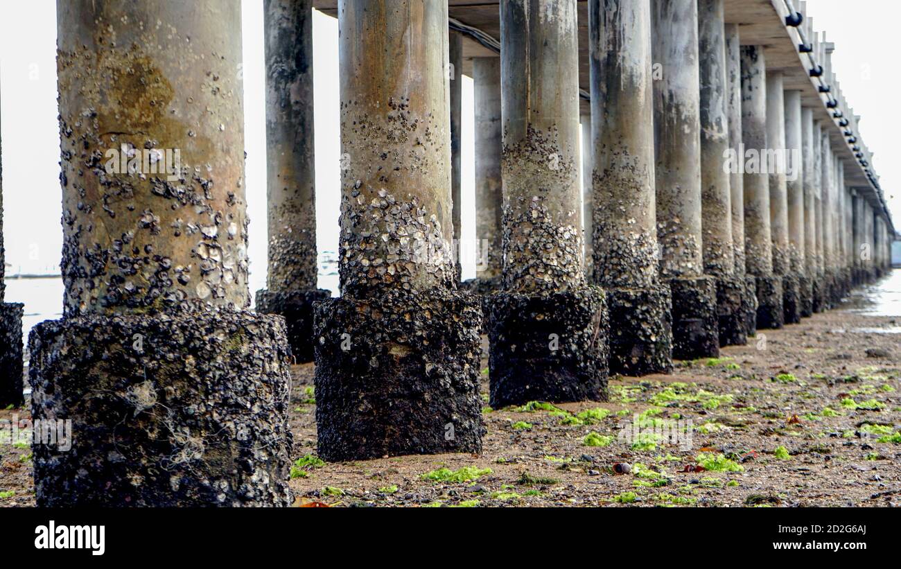 View of pier poles at low tide on the beach Stock Photo - Alamy