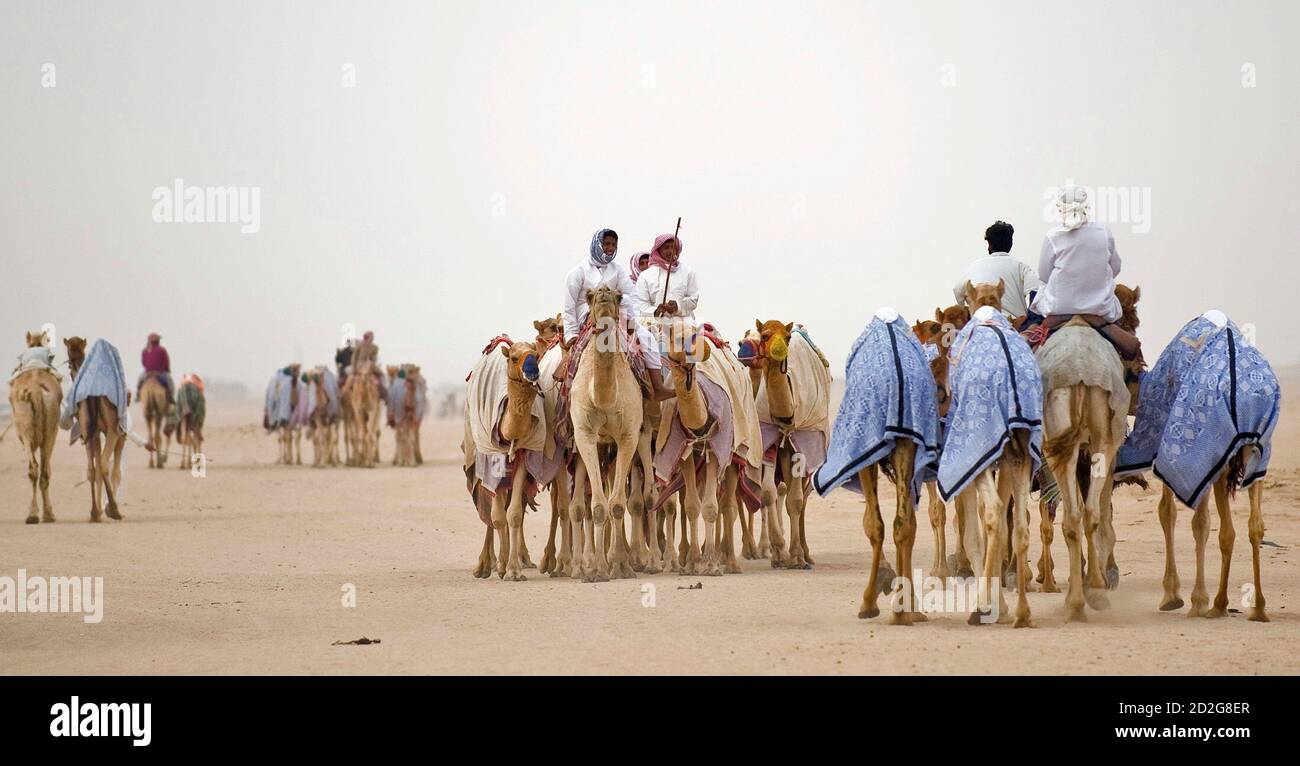 Kuwait Camel High Resolution Stock Photography and Images - Alamy