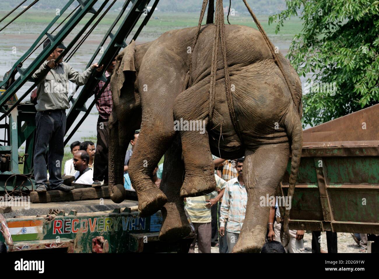 Injured elephant hi-res stock photography and images - Alamy