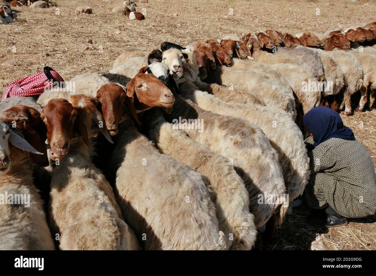 Goats milk middle east hi-res stock photography and images - Alamy