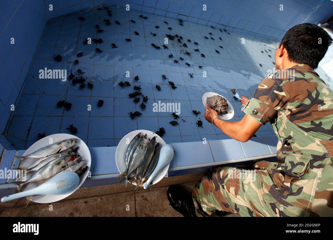 Green sea turtle predators hi-res stock photography and images - Alamy