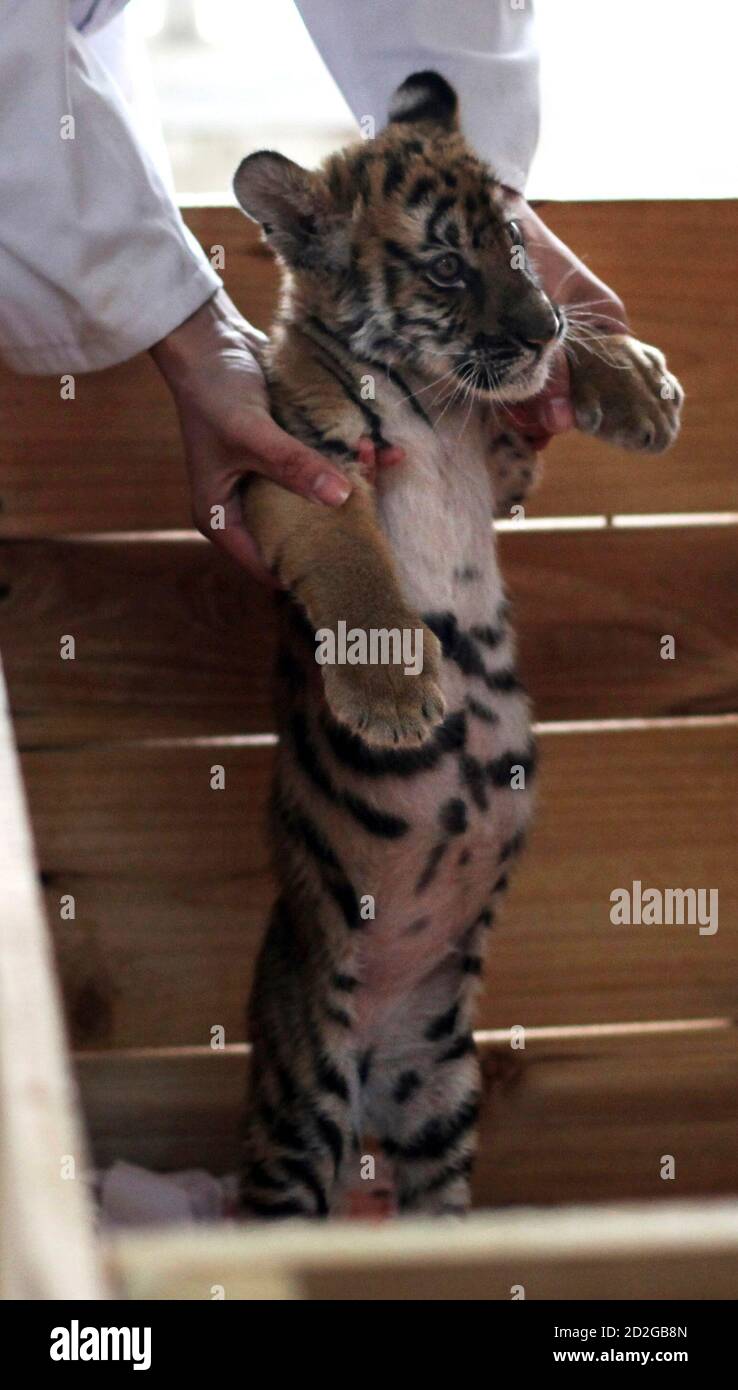 Worlds rarest tiger hi-res stock photography and images - Alamy