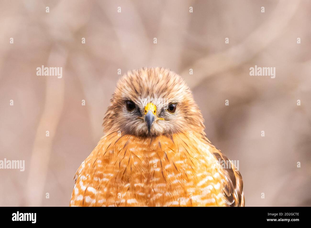 Red-shouldered hawk peering into the camera Stock Photo - Alamy