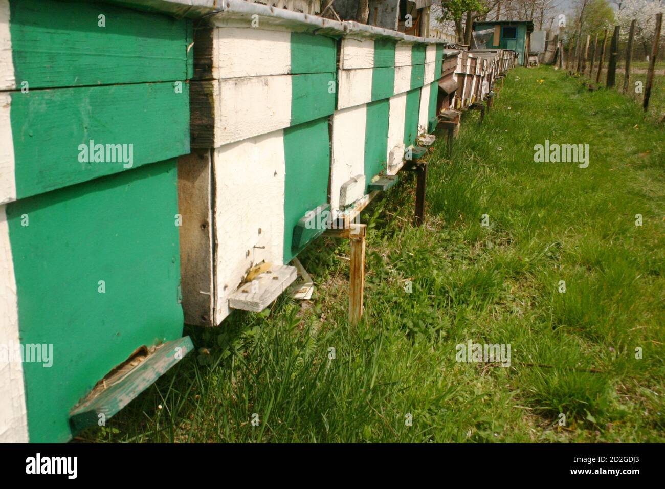Bee hives in backyard Stock Photo - Alamy